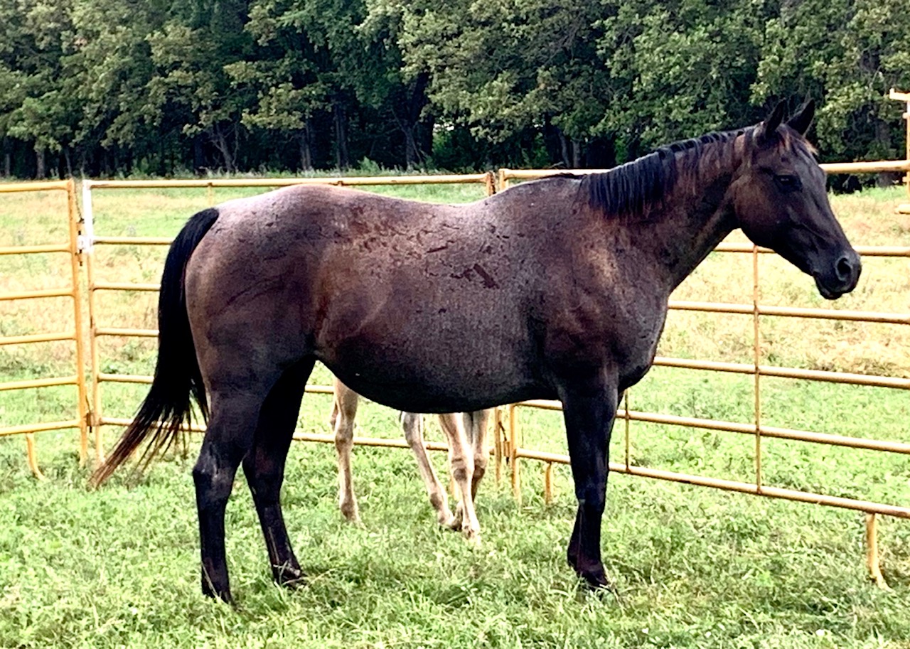 Blue Roan Broodmares (Page 2) | Krogman Quarter Horses and Paints