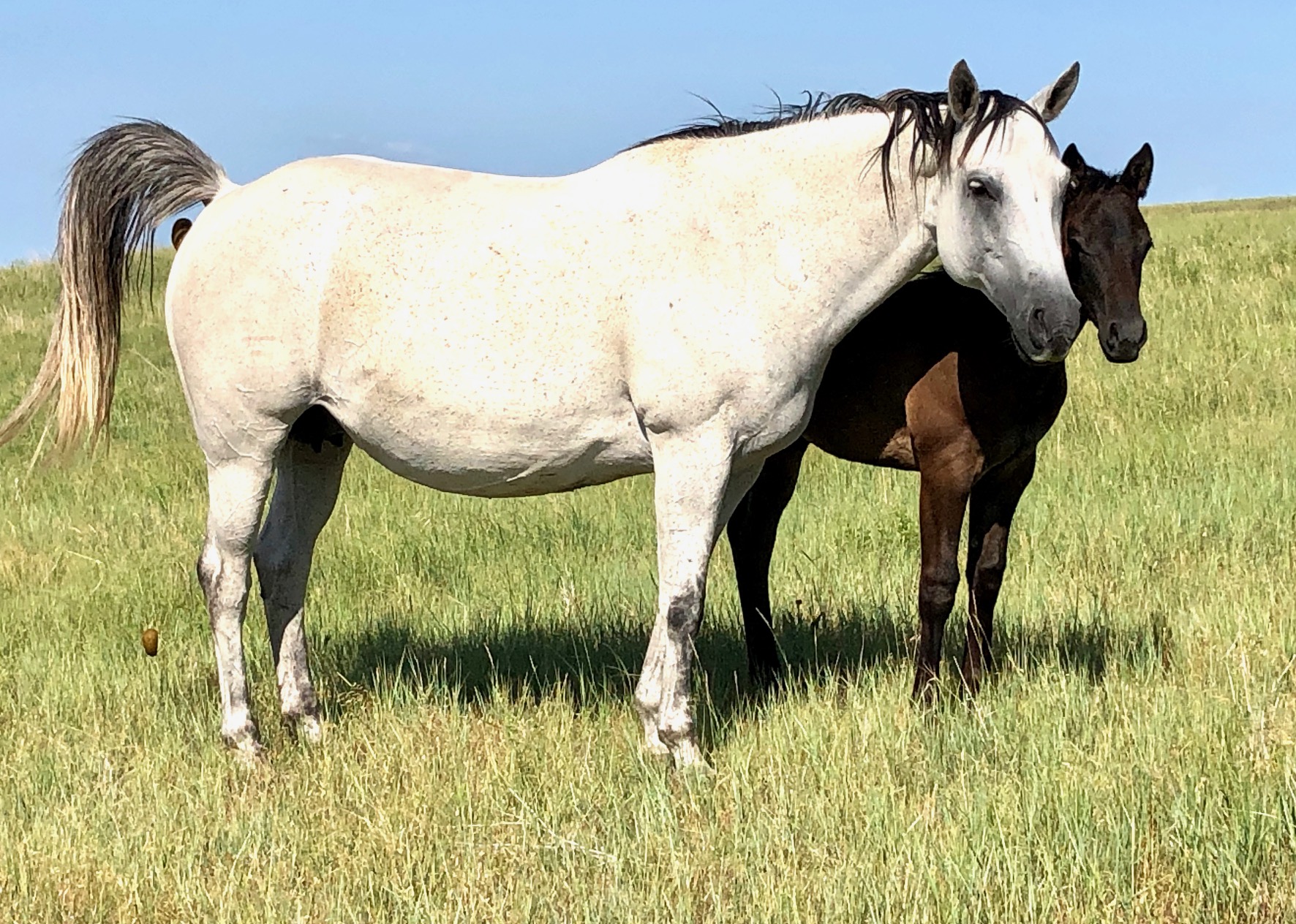 Grullo Broodmares | Krogman Quarter Horses and Paints